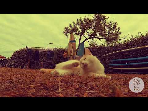 Villa Tiki 2017