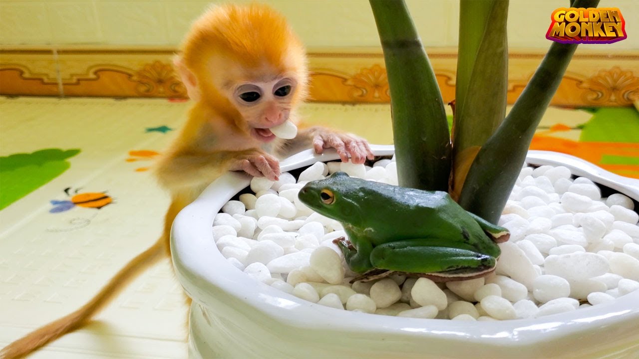 Baby Monkey Meets Frog For The First Time😂_part 4 - YouTube