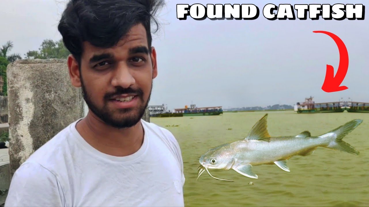 I Caught Some Big Silver Catfish From River During Fishing In The Wild ...