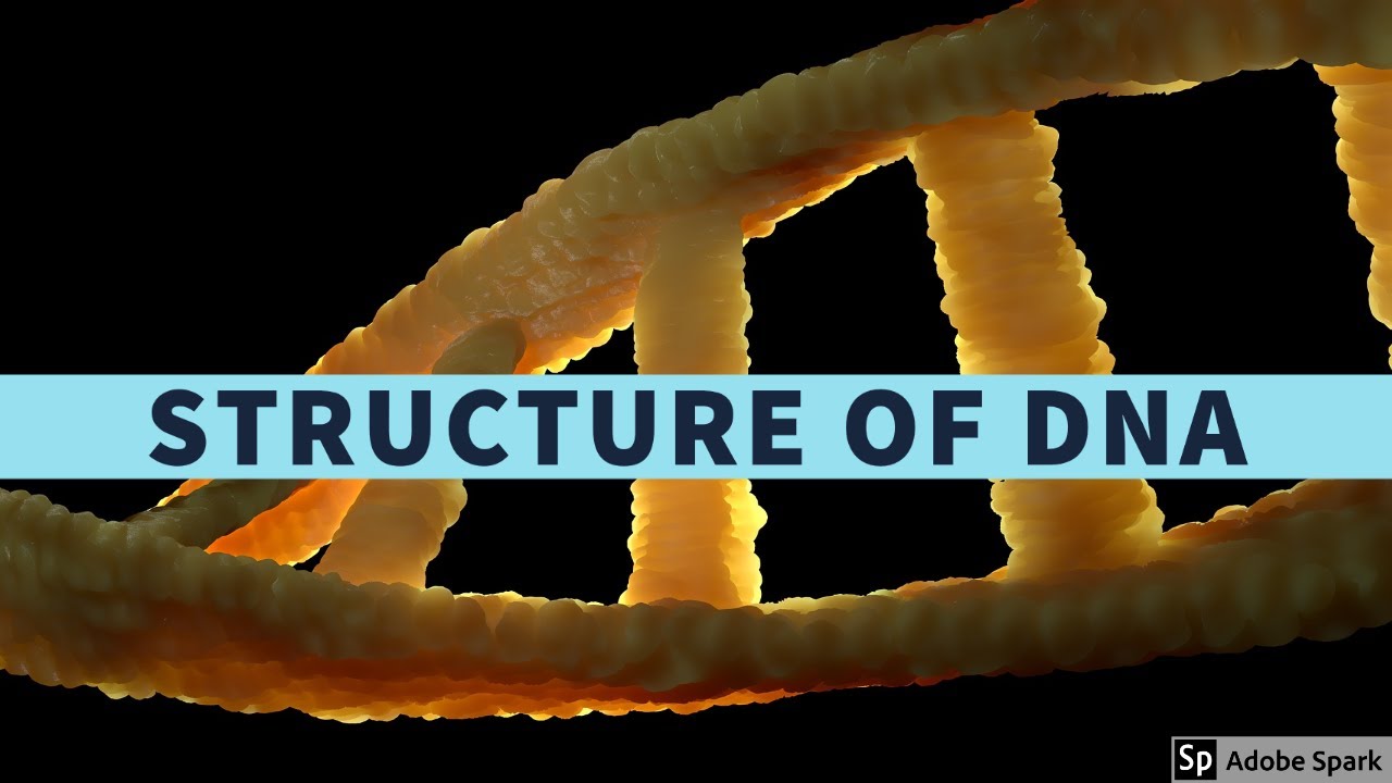 Structure of DNA || Nucleic Acids (Part 2 of 2) || Biomolecules ...