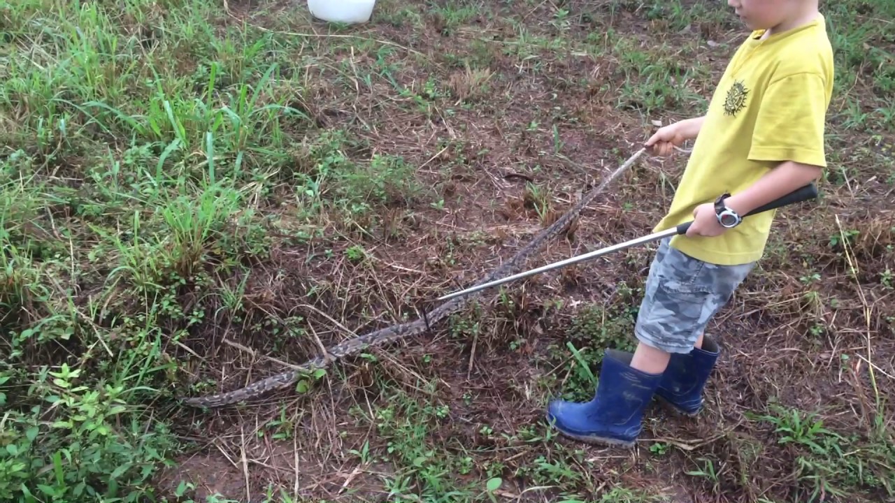 Hunter with a Costa Rican Lyre snake or serpiente Gata. - YouTube
