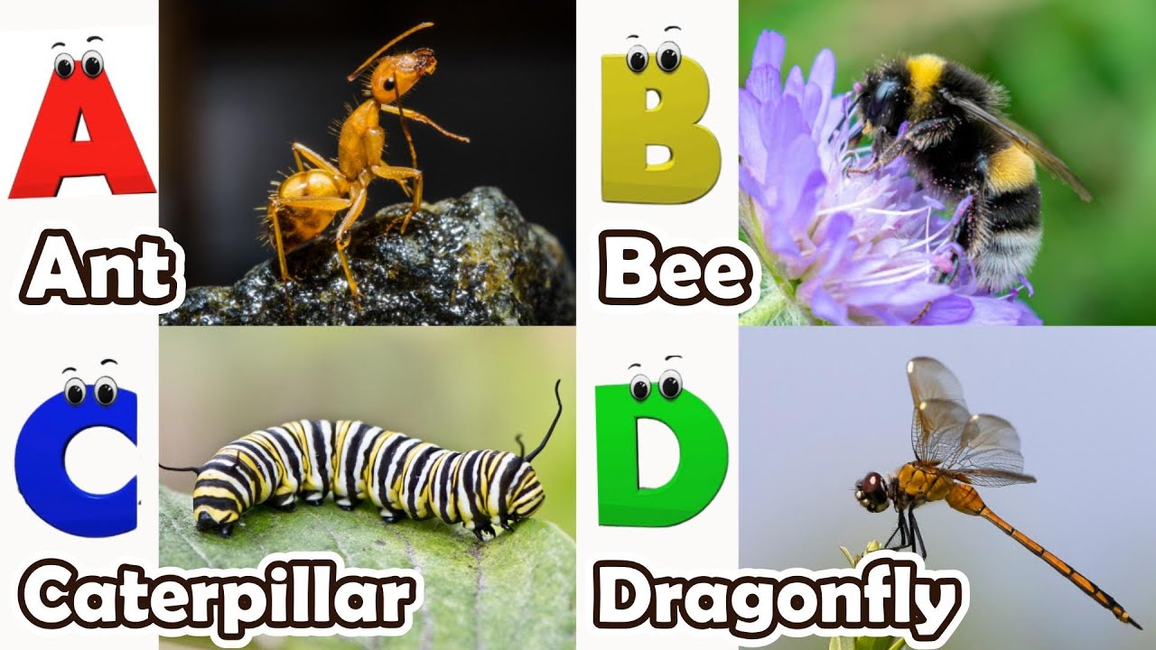 Abc Insect Song | A to Z Insects Song | Insects Alphabet song | Phonics ...