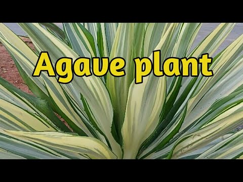 agave plant...