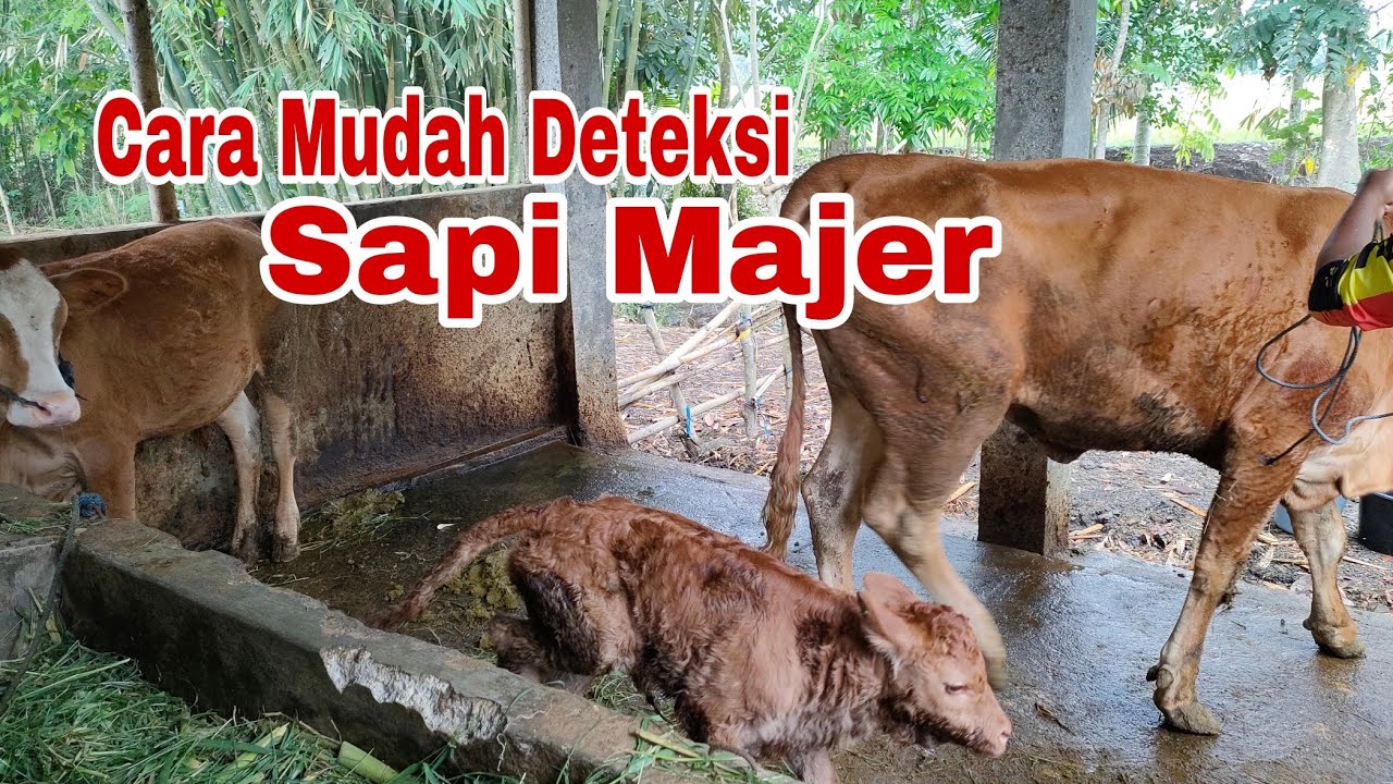 Cara Mudah Deteksi, Sapi Majer. - YouTube