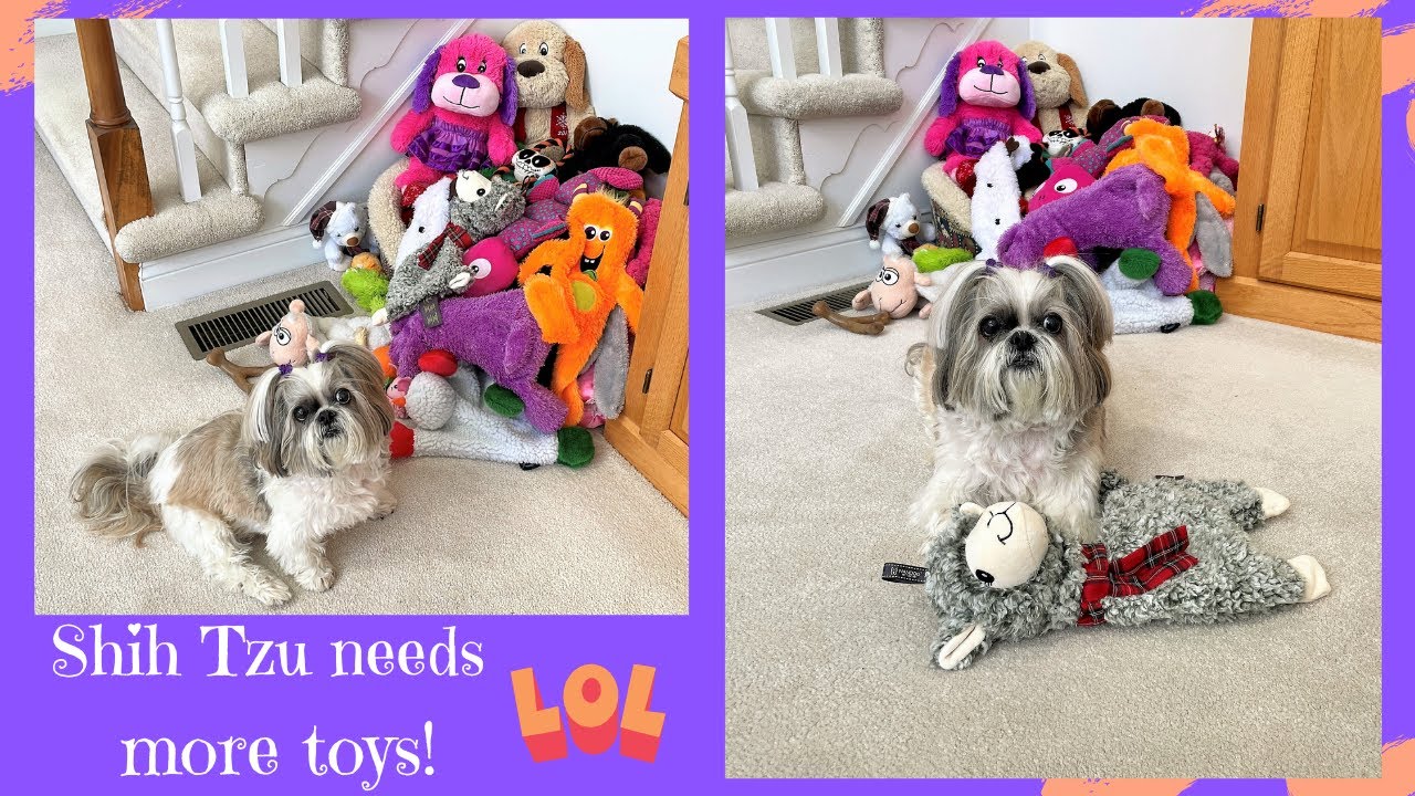 Our Shih Tzu needs more toys! 😉😂 | Silly Lacey dog barking at nothing 🤨 ...