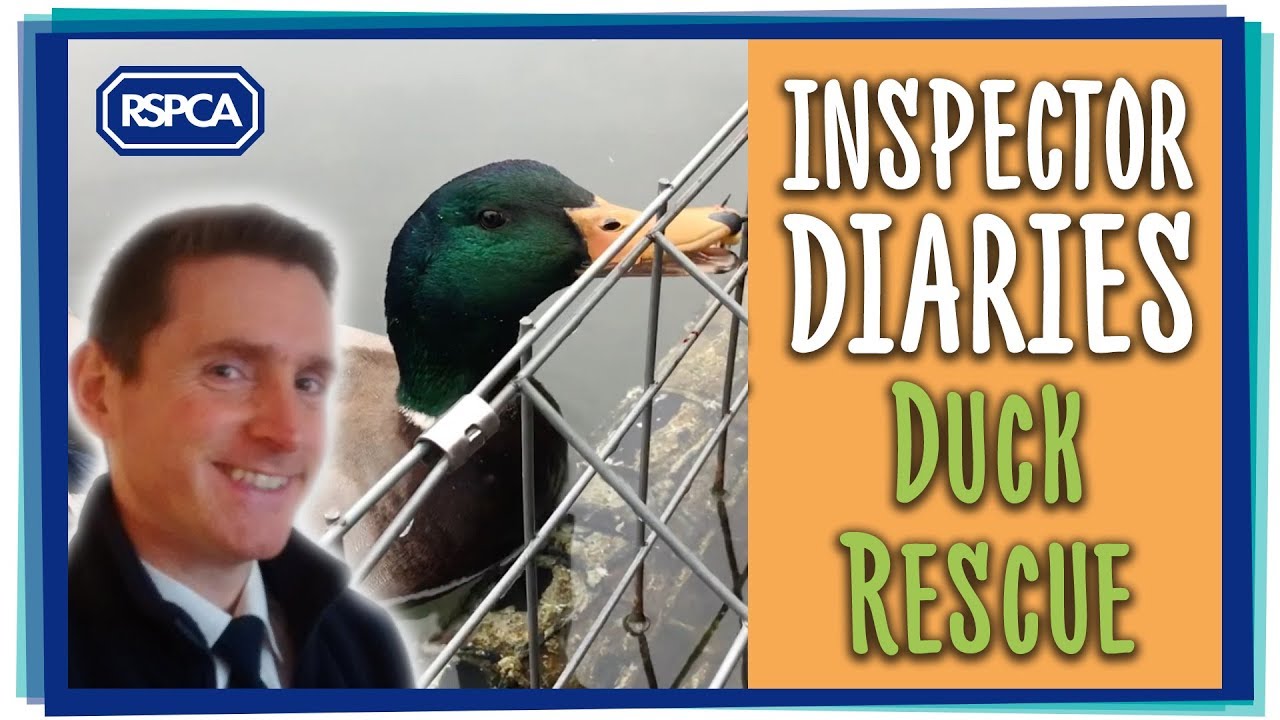 Inspector Diaries - duck rescued from fishing litter! - YouTube