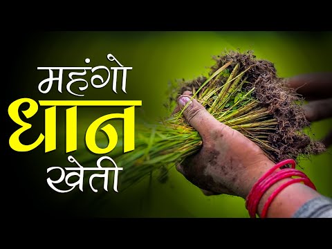 Expensive Rice Cultivation | महँगो धान खेती | Short Documentary Film | 2022