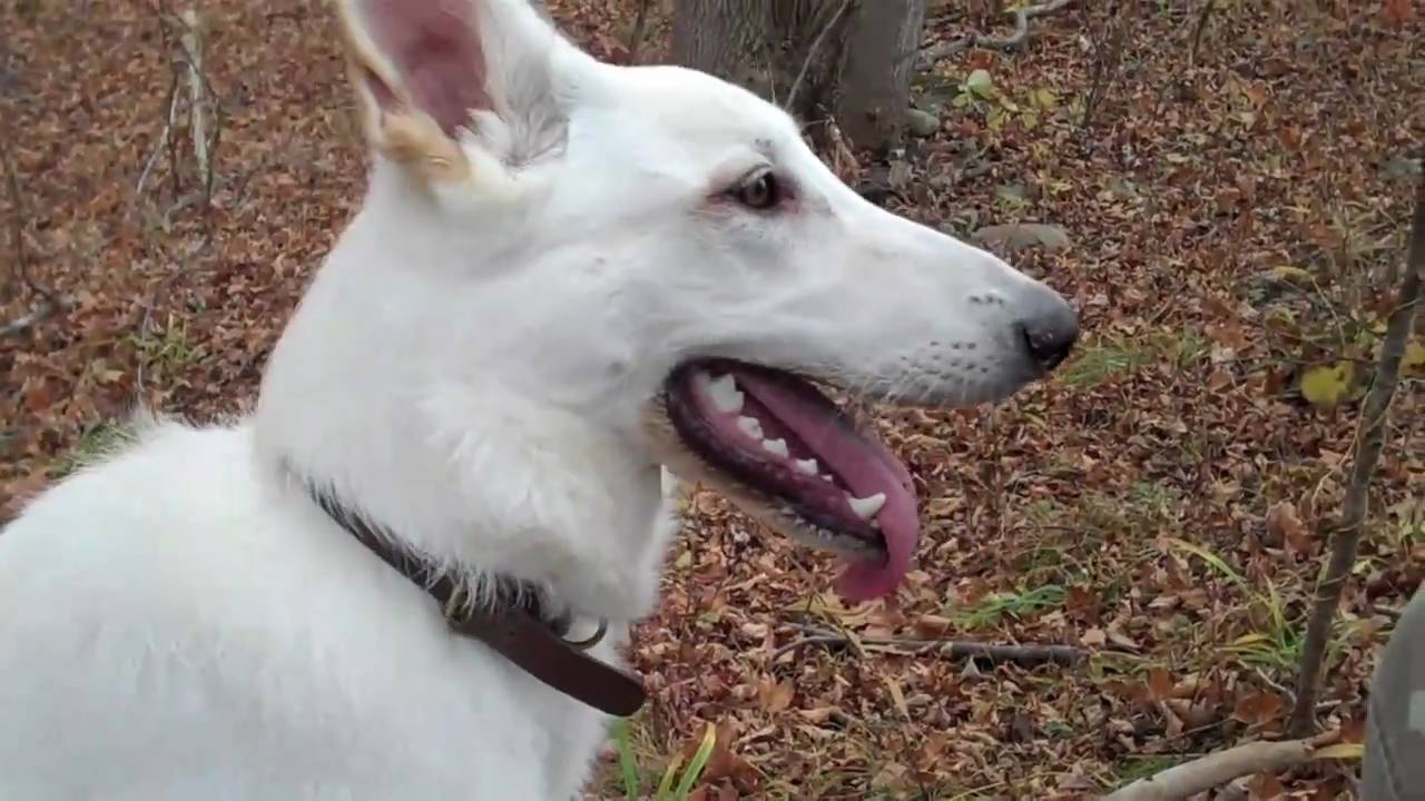 Dog Face-Plants in Dirt!!! - YouTube