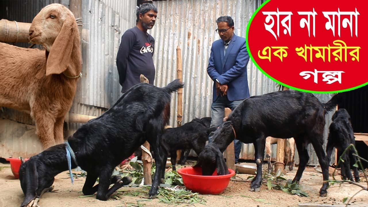 দূর্ঘটনায় অভাবে পরলেও ছাগল পালনে ঘুরে দাড়ানোর চেষ্টা । Goat Farm in ...