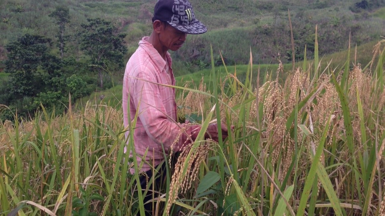 Malido Rice Planting - YouTube