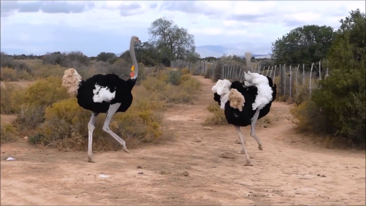 Volstruise maak litte los - YouTube