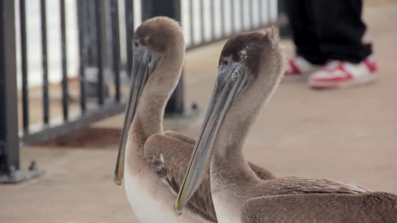 Ducks and Pelicans - YouTube