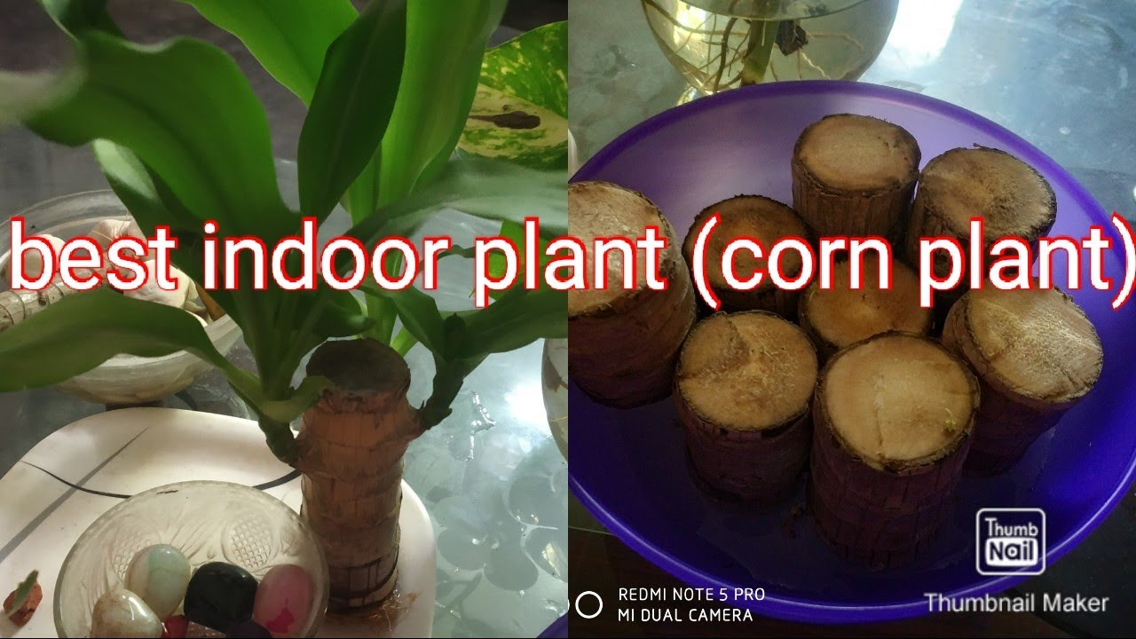 Best indoor plant..Corn plant care and propagation - YouTube