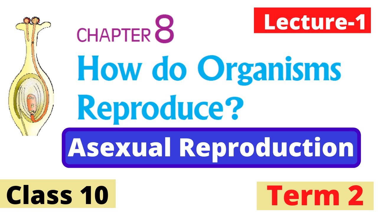 Asexual Reproduction | Class 10 | Science | Term 2 - YouTube