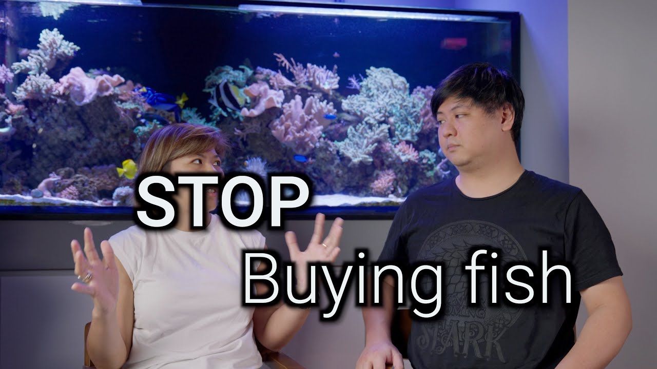 Tank Talks Ep.7 : Stop buying fish! - YouTube