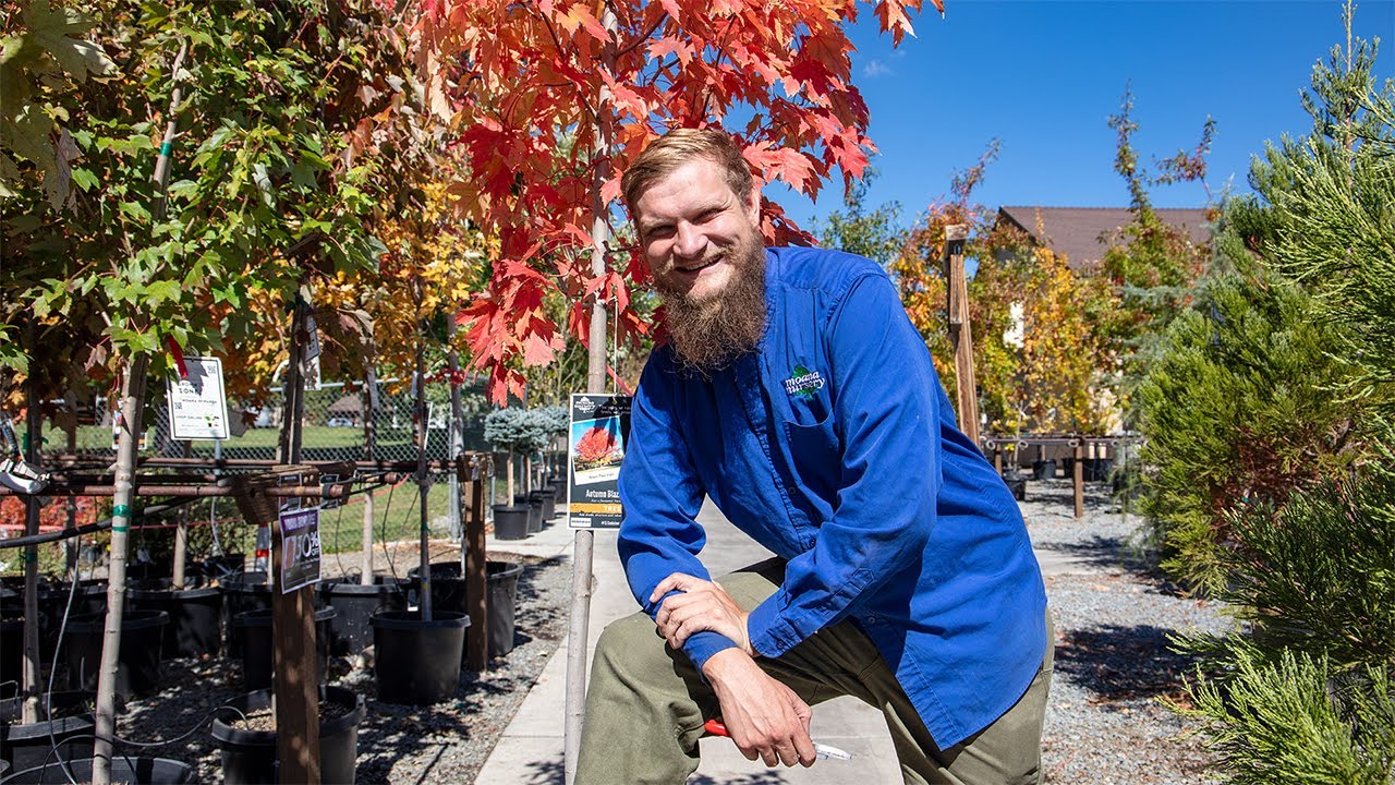 Tree Talk: Autumn Blaze Maple - YouTube