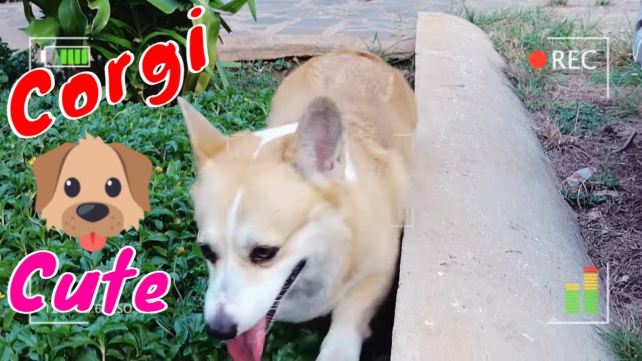 Handsome Corgi Playing With His Friends 2 - Cute Pet Dog Moment | Viral ...