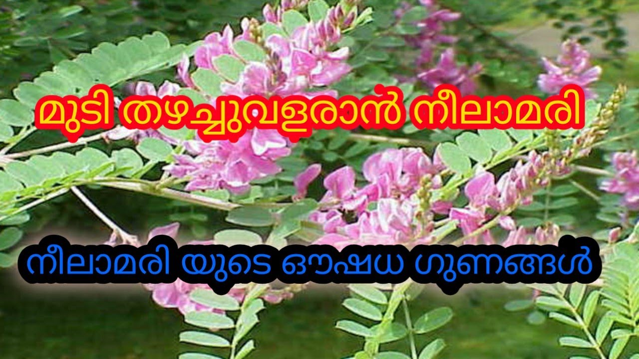 മുടി വളർച്ചയ്ക്ക് നീല അമരി|| Neelamari For Hair Growth ||Indico plant ...