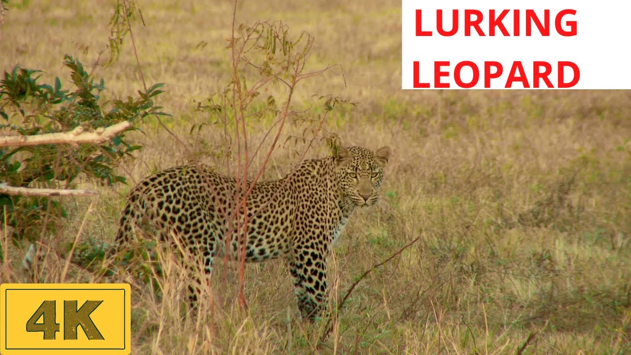 Lurking Leopard - YouTube