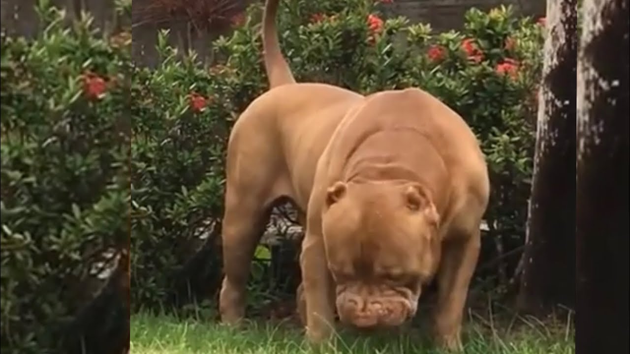 Pit Monster o monstro do canil da lenda - YouTube