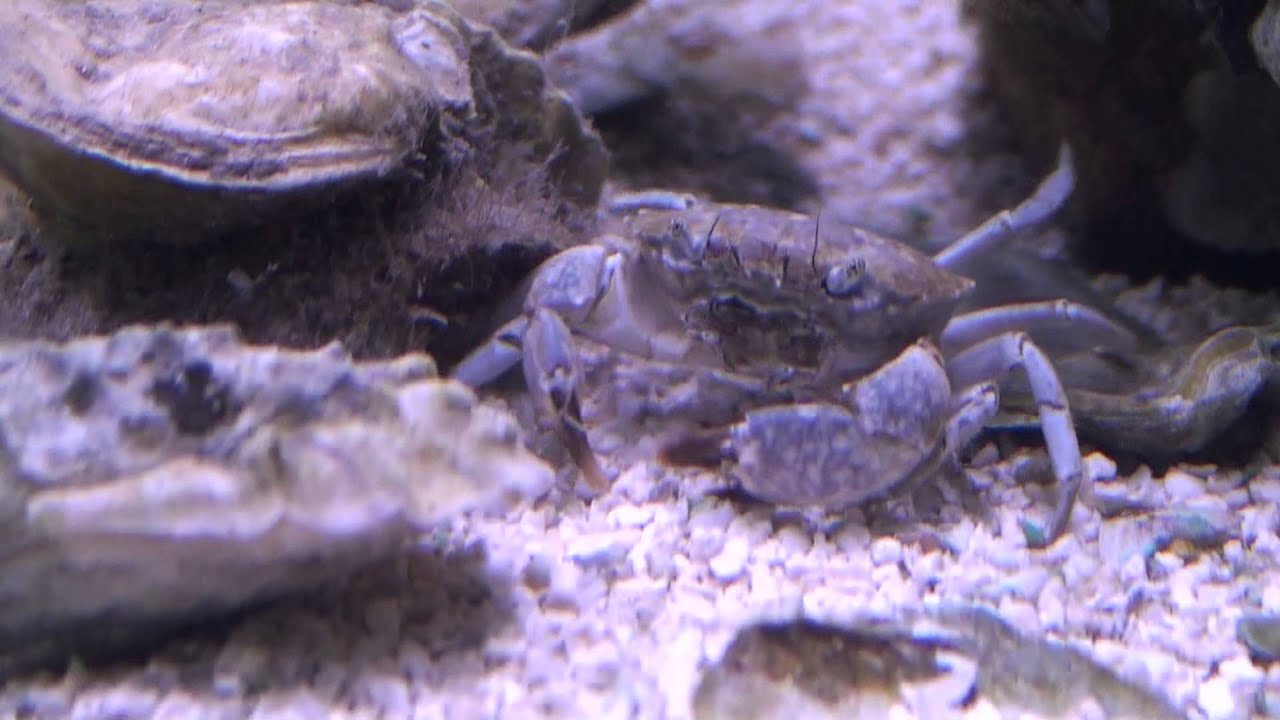 Young crabs hiding in oyster reef - YouTube