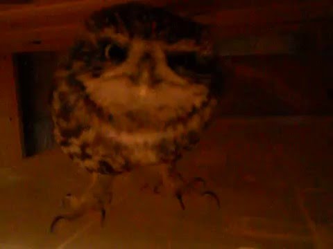 Домовой сыч Мускат получает лакомство и ругается -  Little owl Muskat eating the treat and swearing