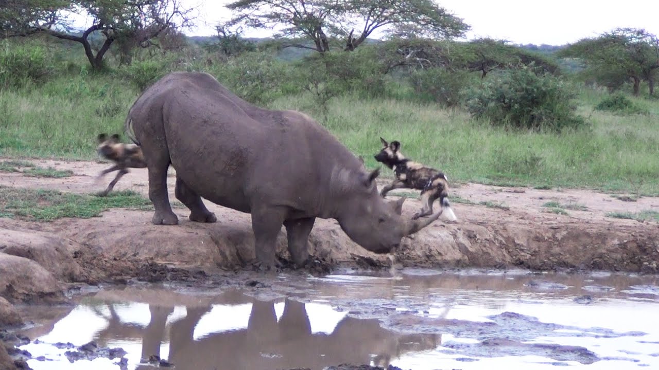 Southern Black Rhino and Wild Dogs – An Unexpected Waterhole Encounter ...
