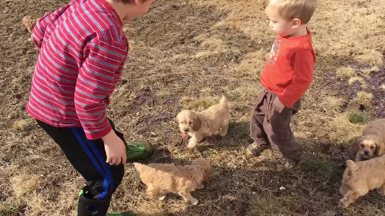 Benji plays fetch - YouTube