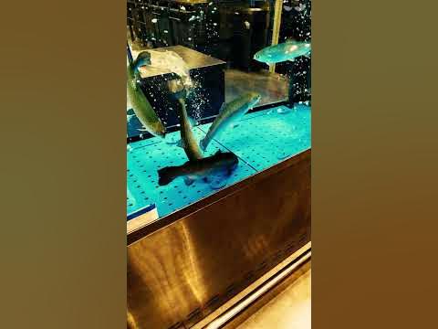 Мега приманка на форель 😁😁😁 #shorts - YouTube