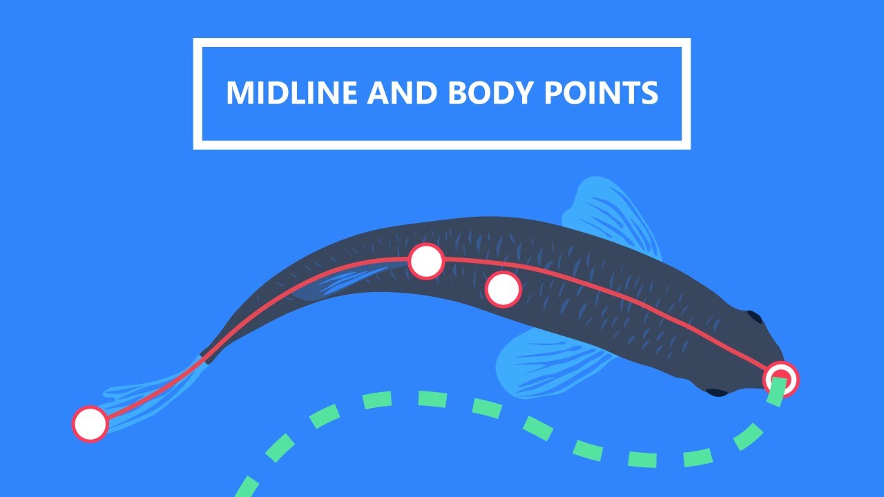 Tracking fish midline and body points with LoliTrack 5 - YouTube