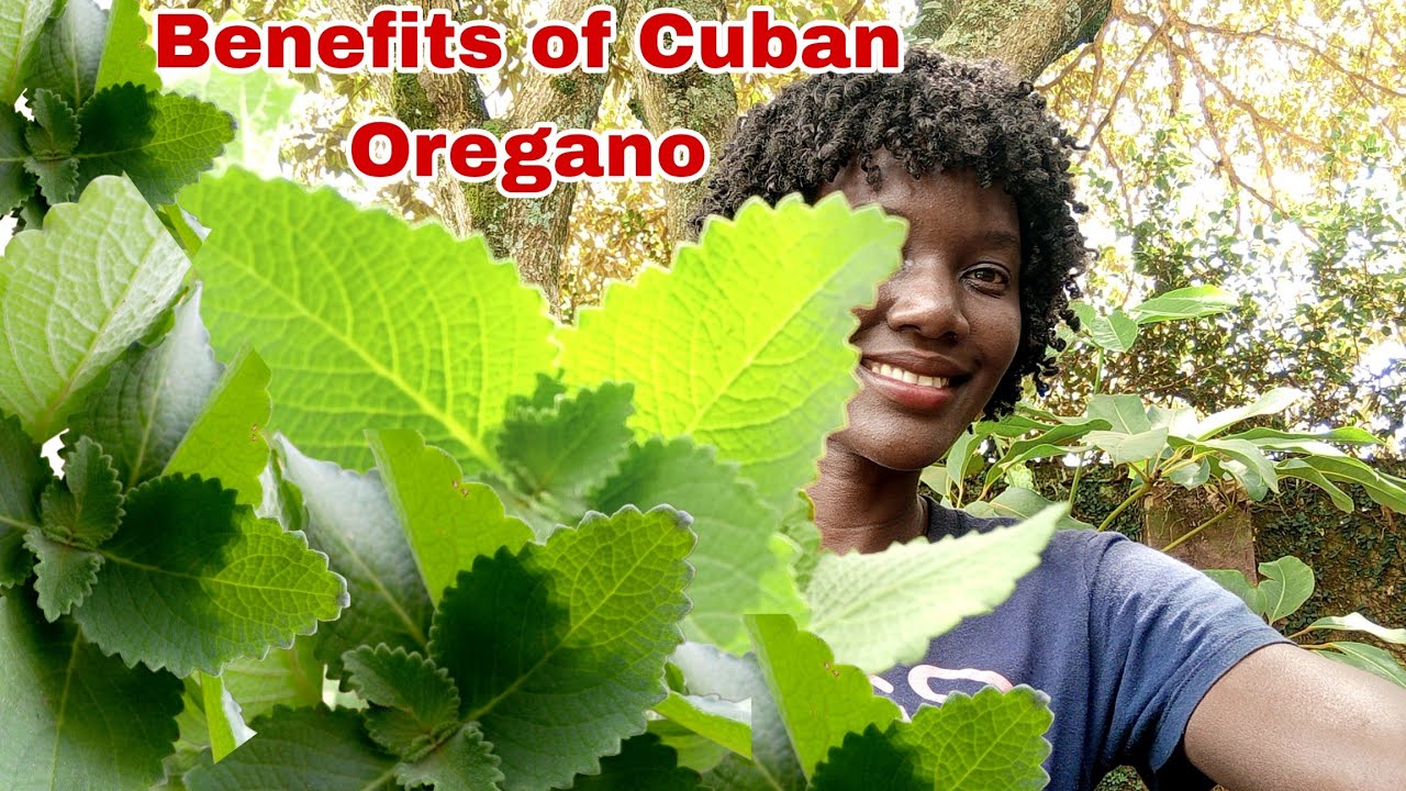 Broad Leaf Thyme (Cuban Oregano) : The Miracle Herb, Benefits and How ...
