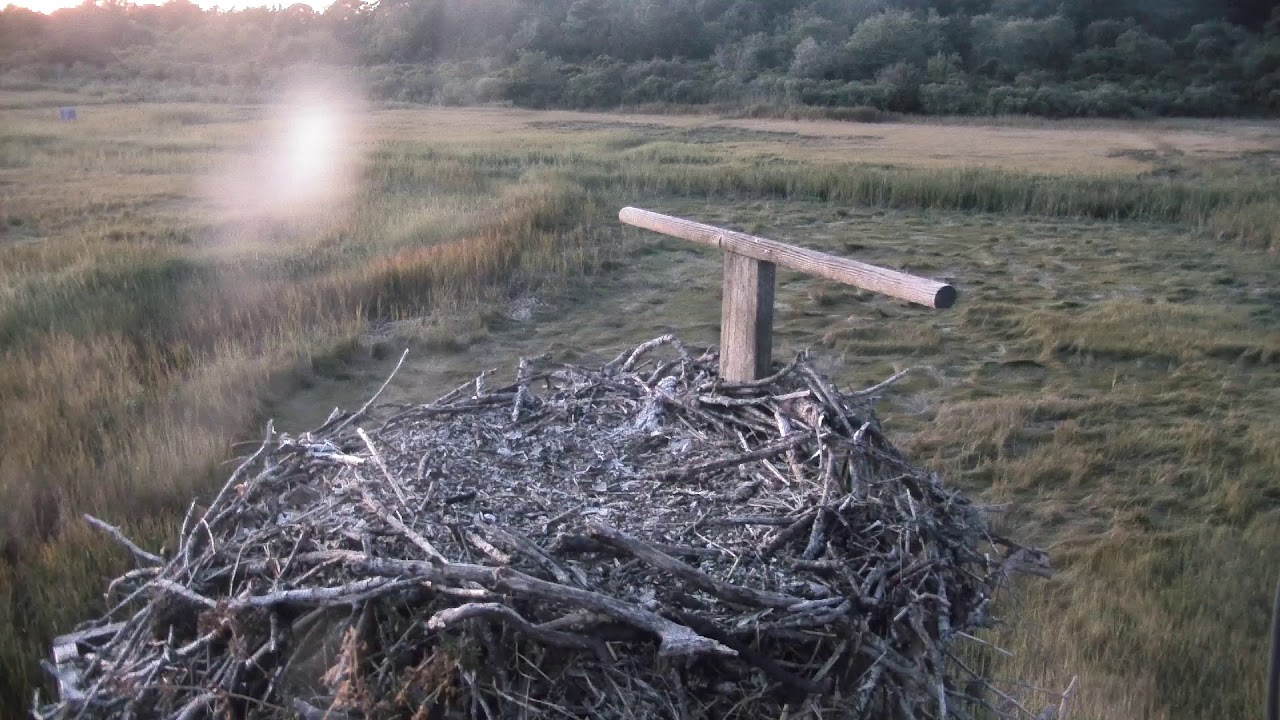 Cape Cod Museum of Natural History Live Stream - YouTube