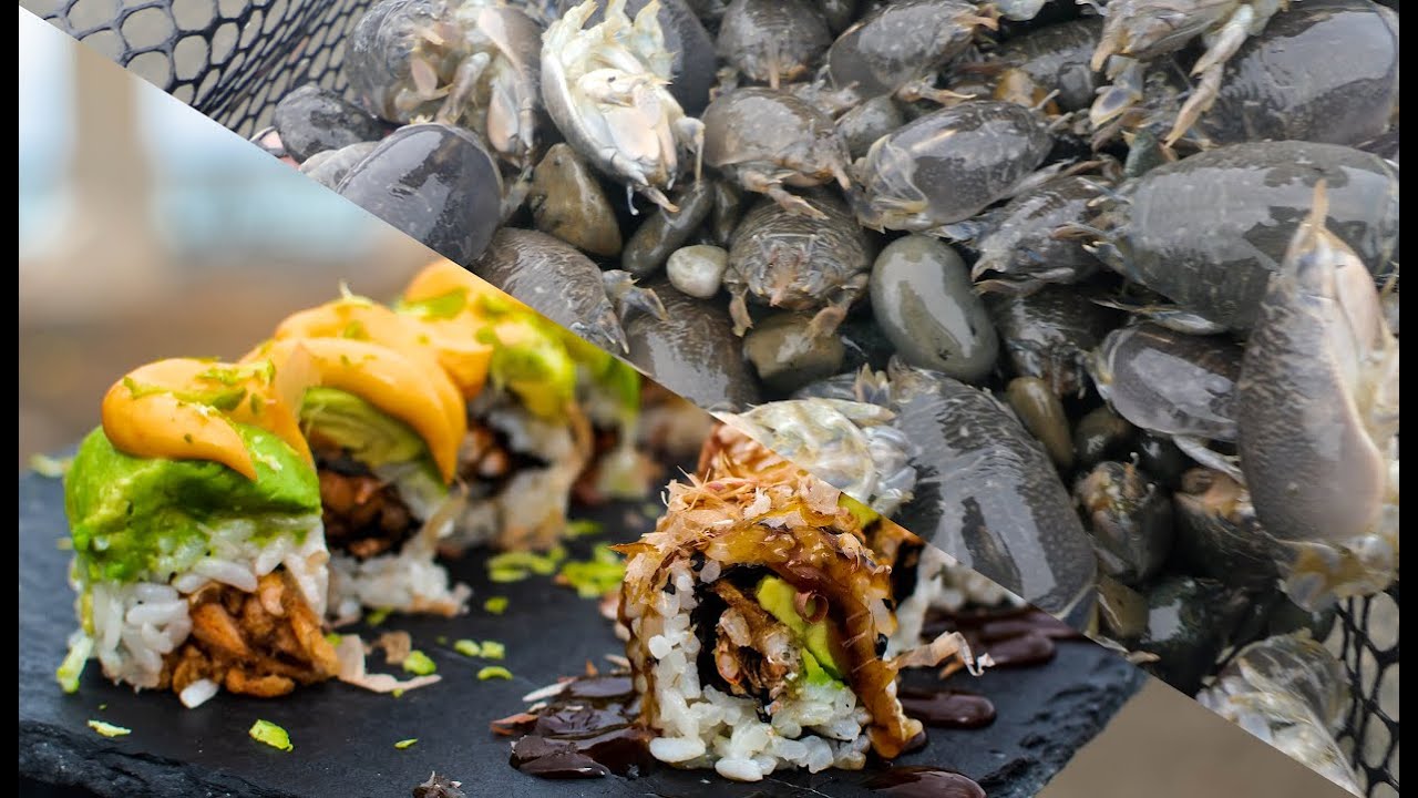 Turning DISGUSTING SAND FLEAS Into DELICIOUS SUSHI!! - YouTube