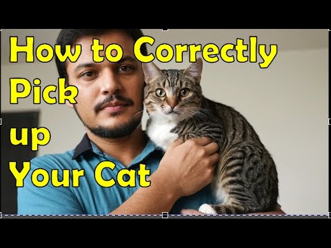 How to Correctly Pick up Your Cat - YouTube