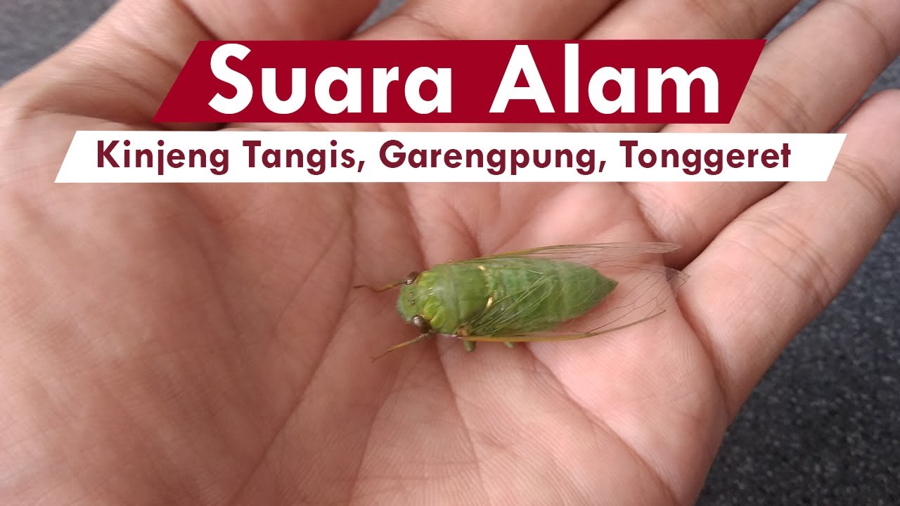 Suara Tonggeret Kinjeng Tangis Garengpung - YouTube
