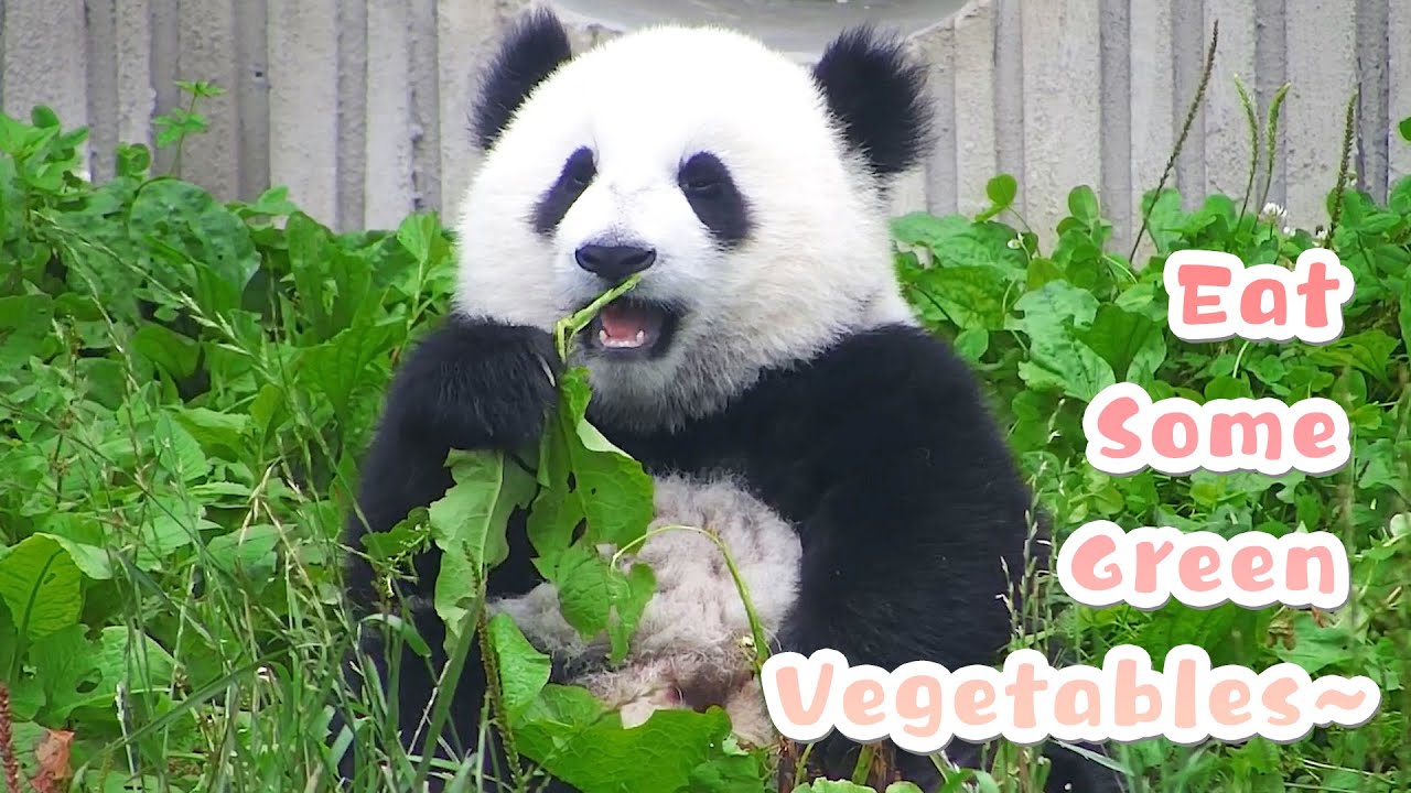 Here Comes Your Panda Daily Healthy Reminder | iPanda - YouTube