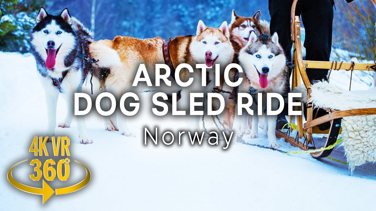 Arctic Dog Sled Ride - 4K 360 VR Video! - YouTube