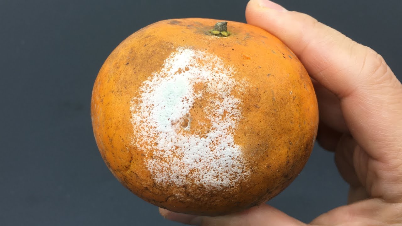 WARNING Don't Throw Away Rotten Oranges Without Knowing This! - YouTube