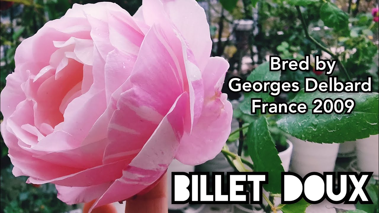 BILLET DOUX ROSE plant by Georges DELBARD 2009 バラ ビエ ヅー variegated ...