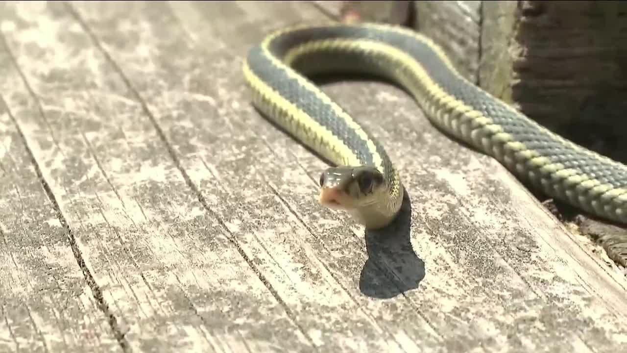 Wildlife Watch: Living with snakes - YouTube