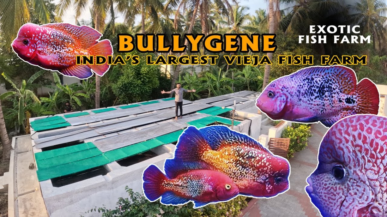 மிகப்பெரிய Vieja Cichlid மீன் பண்ணை | BullyGene Vieja Fish Farm ...