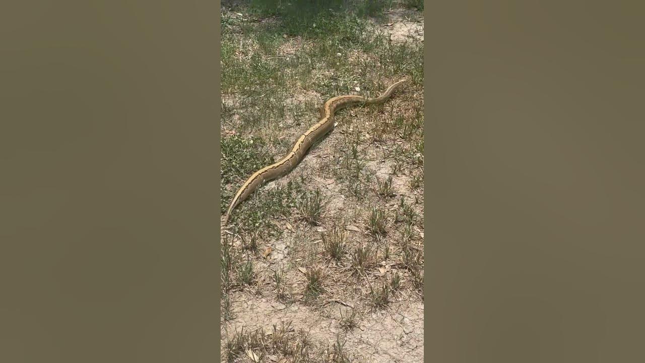 Whirlwind, my Royal Python getting some sun on a beautiful Sunday Texan ...
