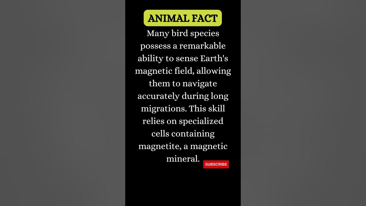 ANIMAL FACT: 🐦Birds Navigate Using Earth's Magnetic Field 🧭 #shorts # ...