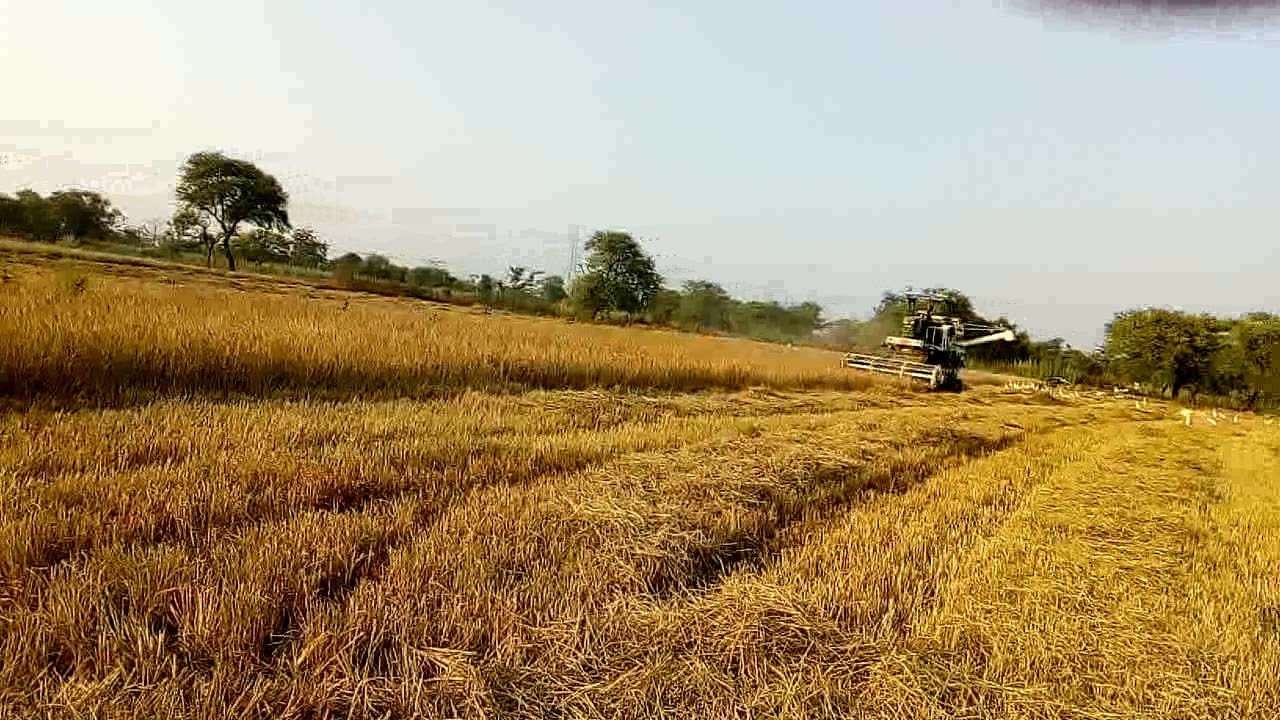 Dashmesh harvester - YouTube