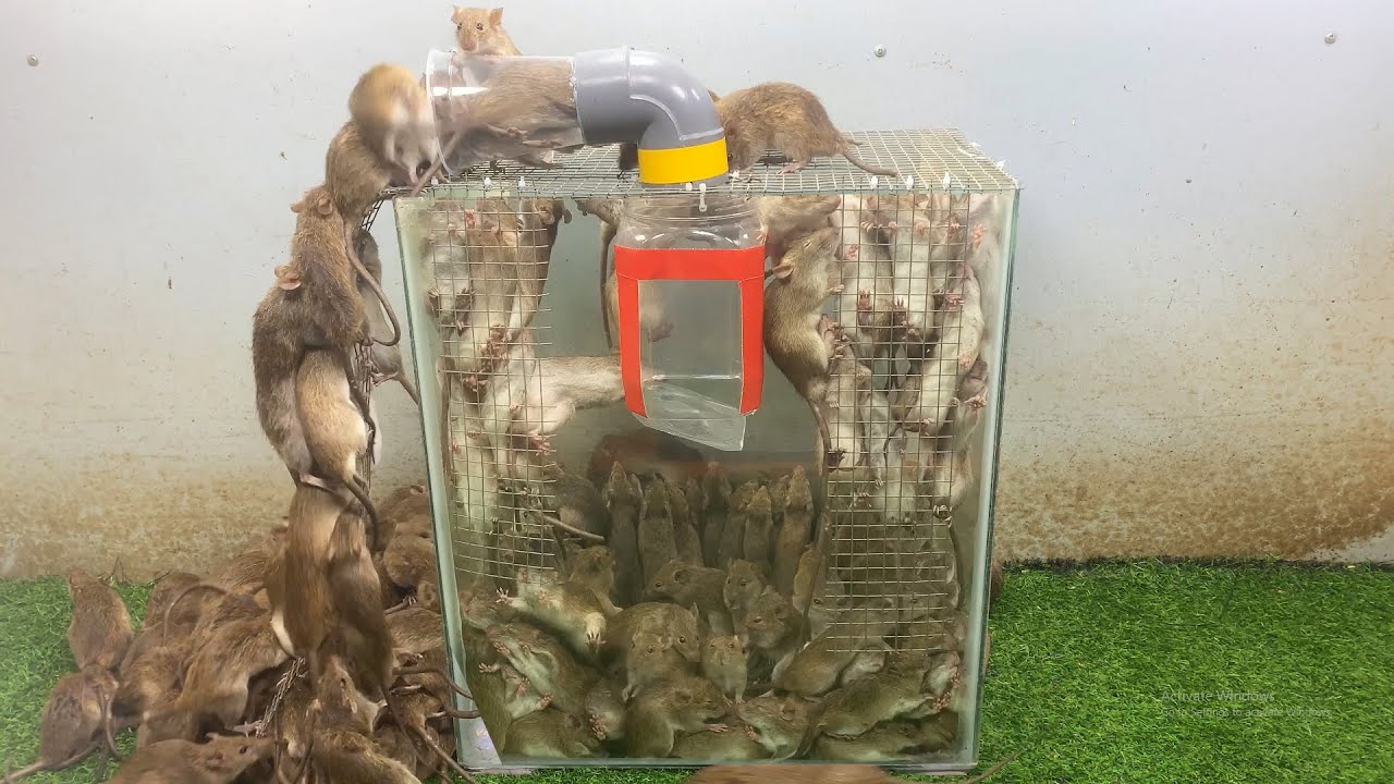 The best mousetrap with tubes and plastic containers /The world's best ...