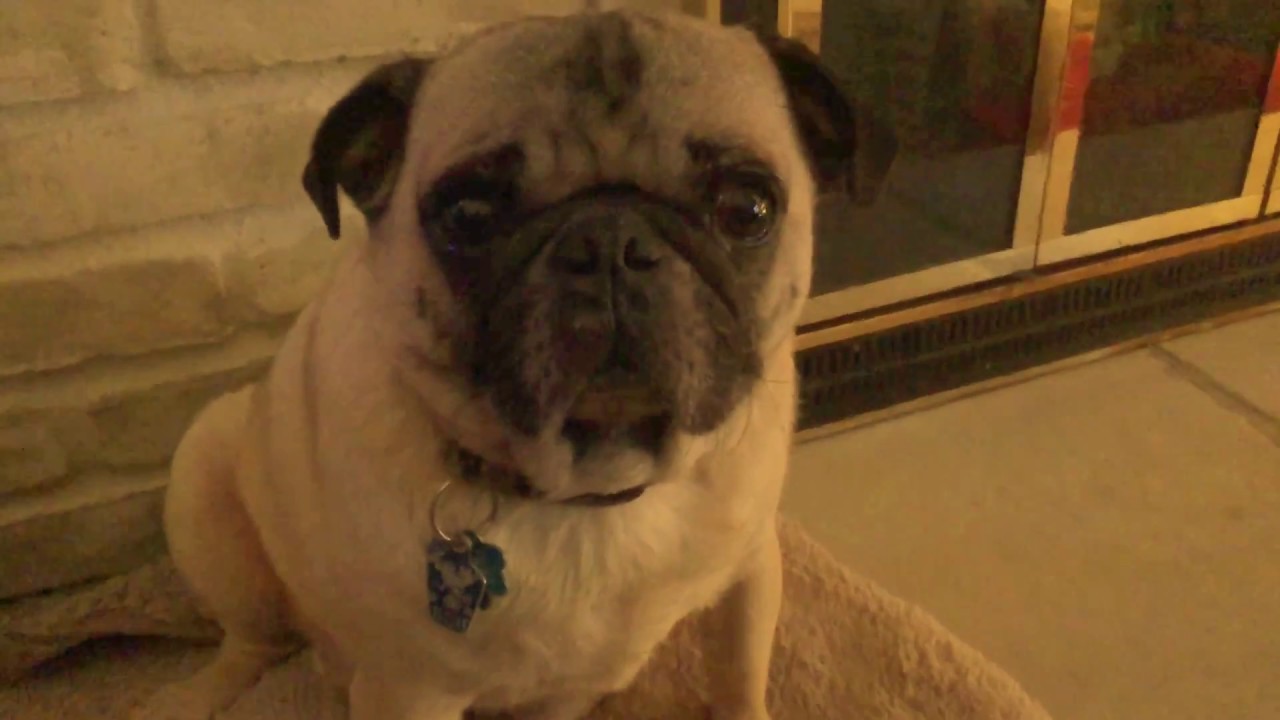 Pug crazy noises - YouTube