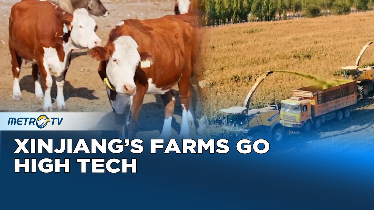 How Xinjiang Farms Feed Millions with Smart Systems - YouTube