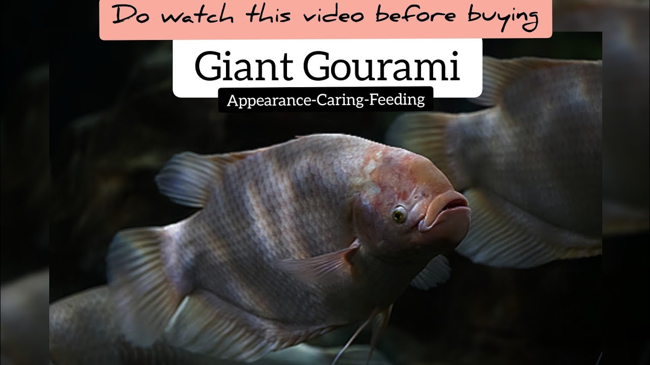 Giant Gourami - Caring and Feeding -World's Largest Labyrinth Fish ...