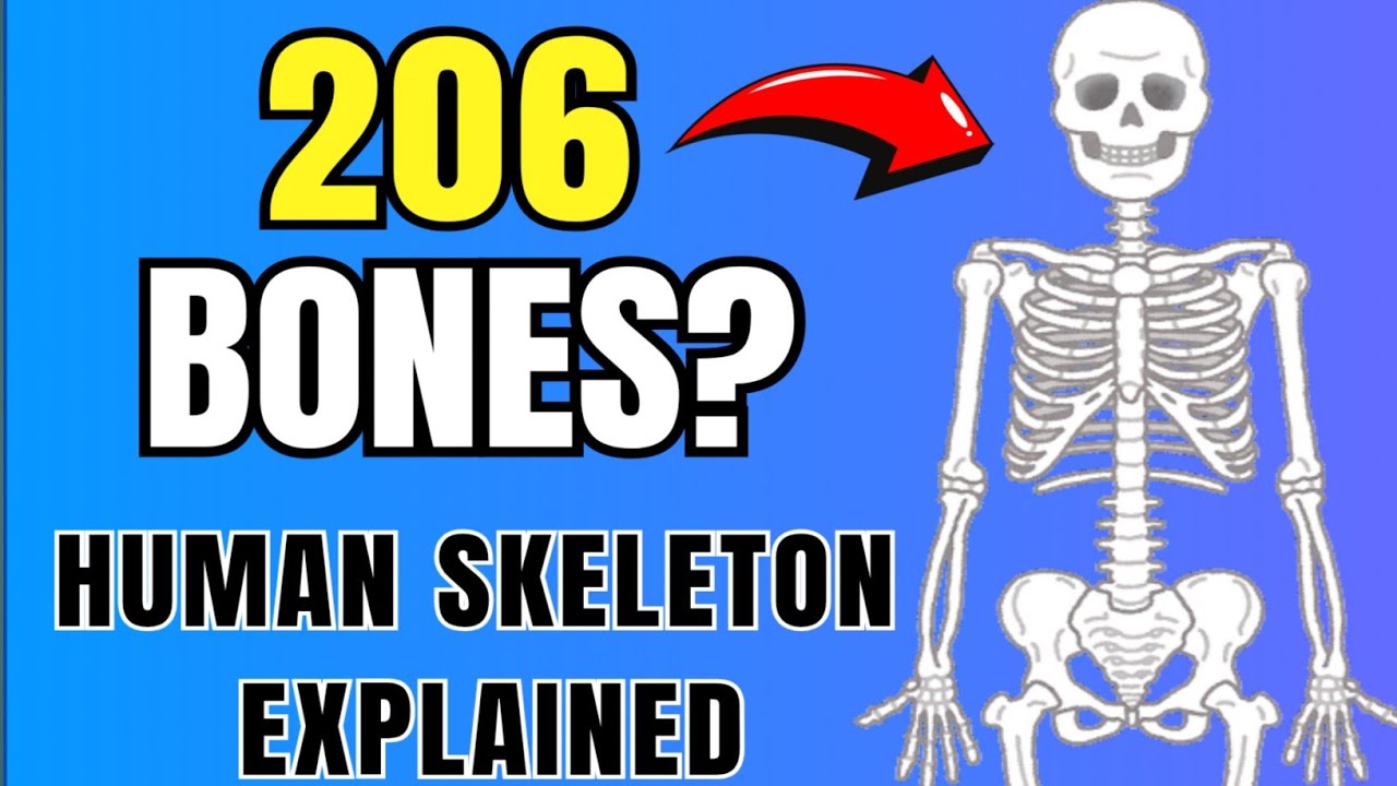 Human Skeleton System|206 Bones Explained , #medico #skeleton # ...