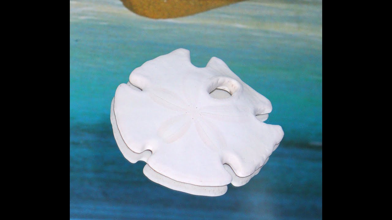 Панцирь морского ежа (Encope grandis) 9 см. - YouTube